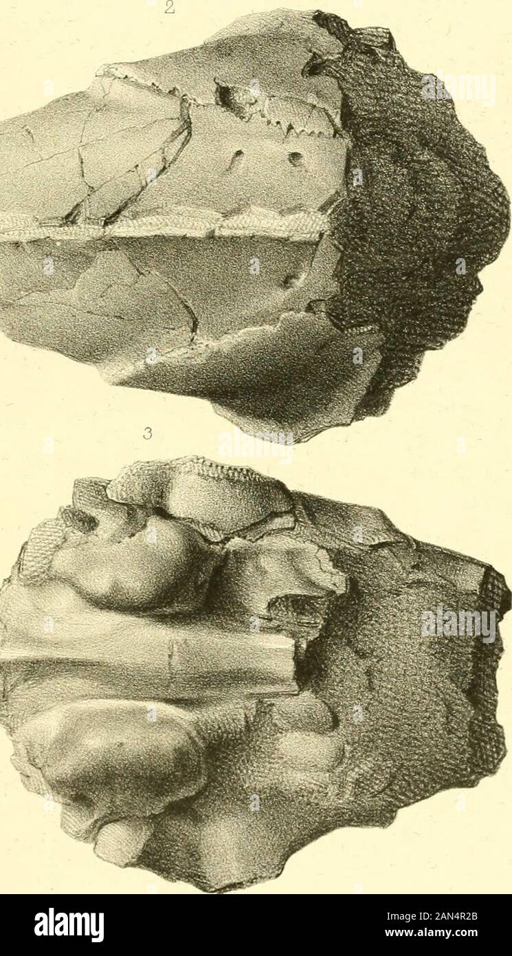 The ancient fauna of Nebraska: a description of remains of extinct ...