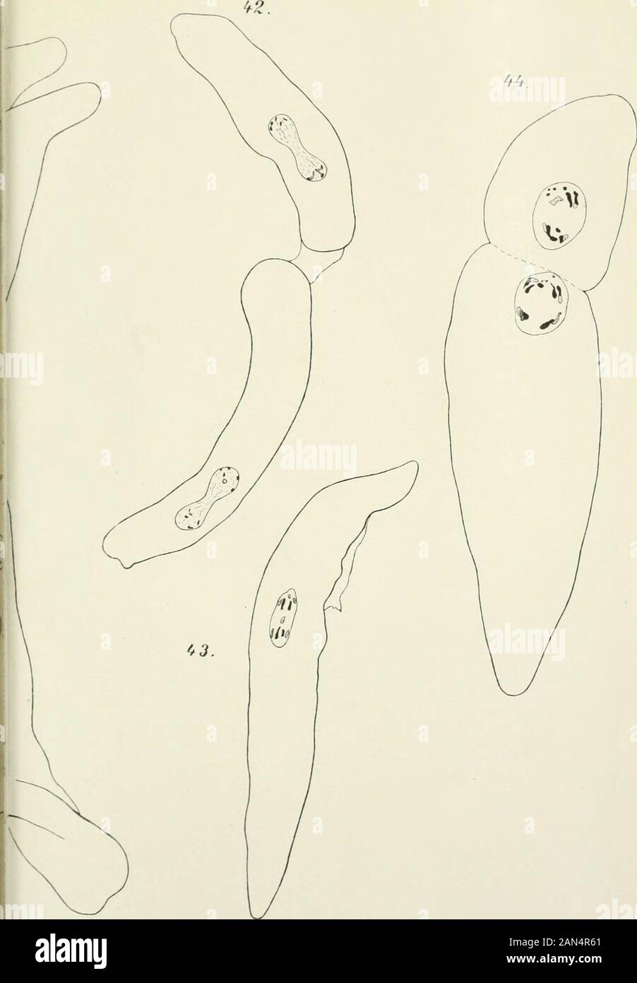 Opalina : its anatomy and reproduction, with a decription of infection ...
