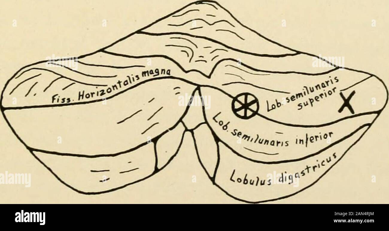 Inferolateral hi-res stock photography and images - Alamy