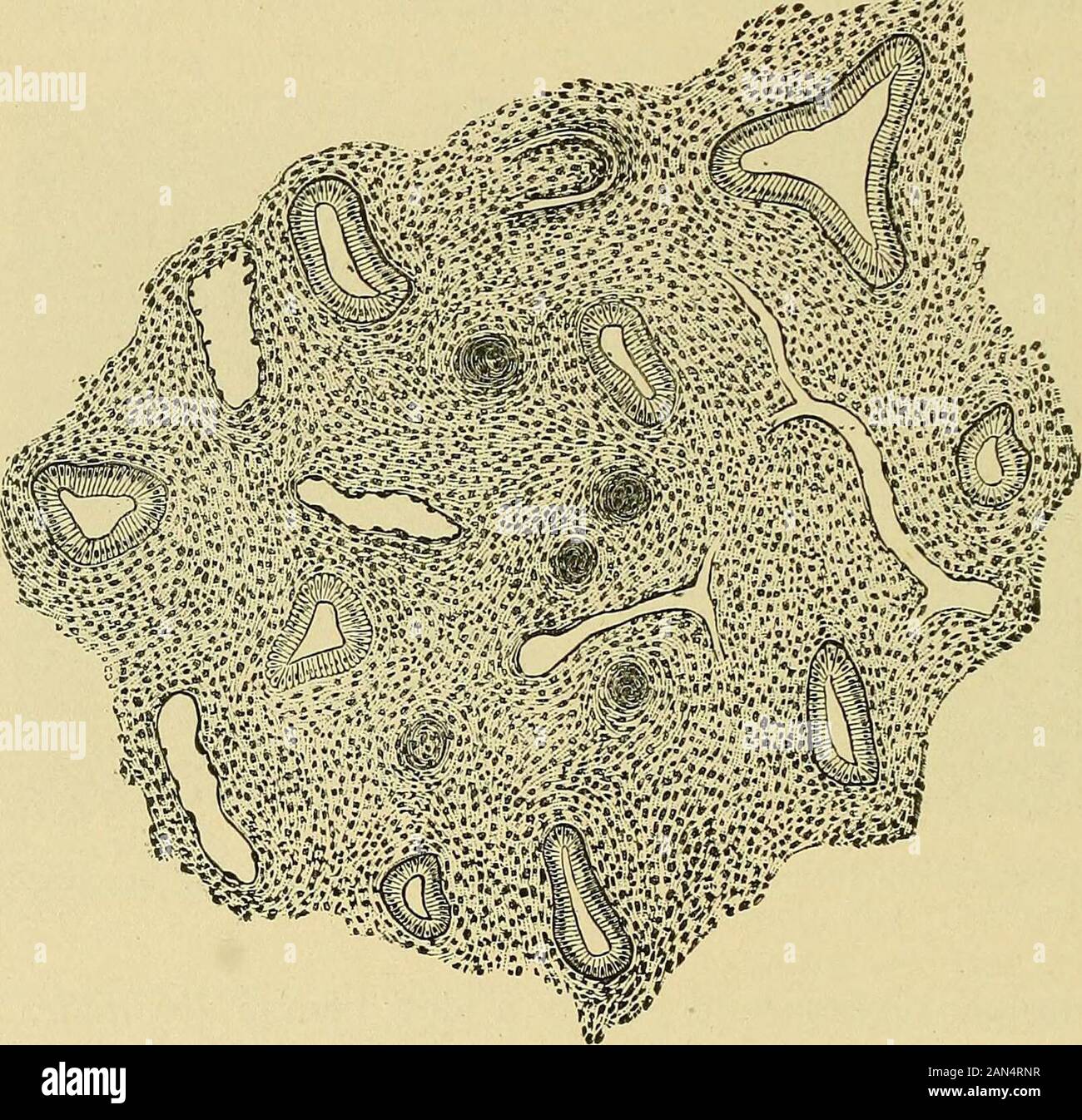 Pathology and treatment of diseases of women . nd in puerperse in the ...