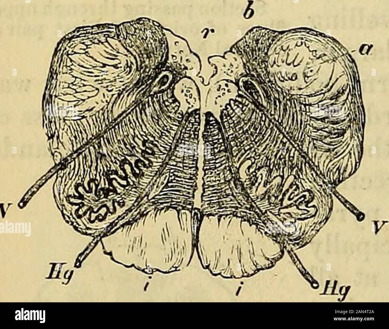 Carpenter's principles of human physiology . Section through lower part ...