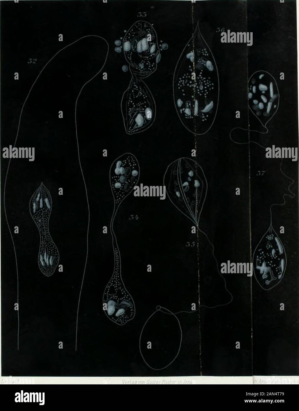 Opalina : its anatomy and reproduction, with a decription of infection ...