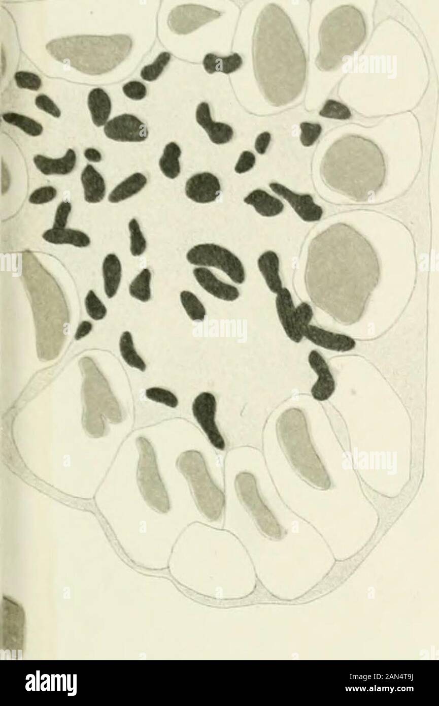 Opalina : its anatomy and reproduction, with a decription of infection ...