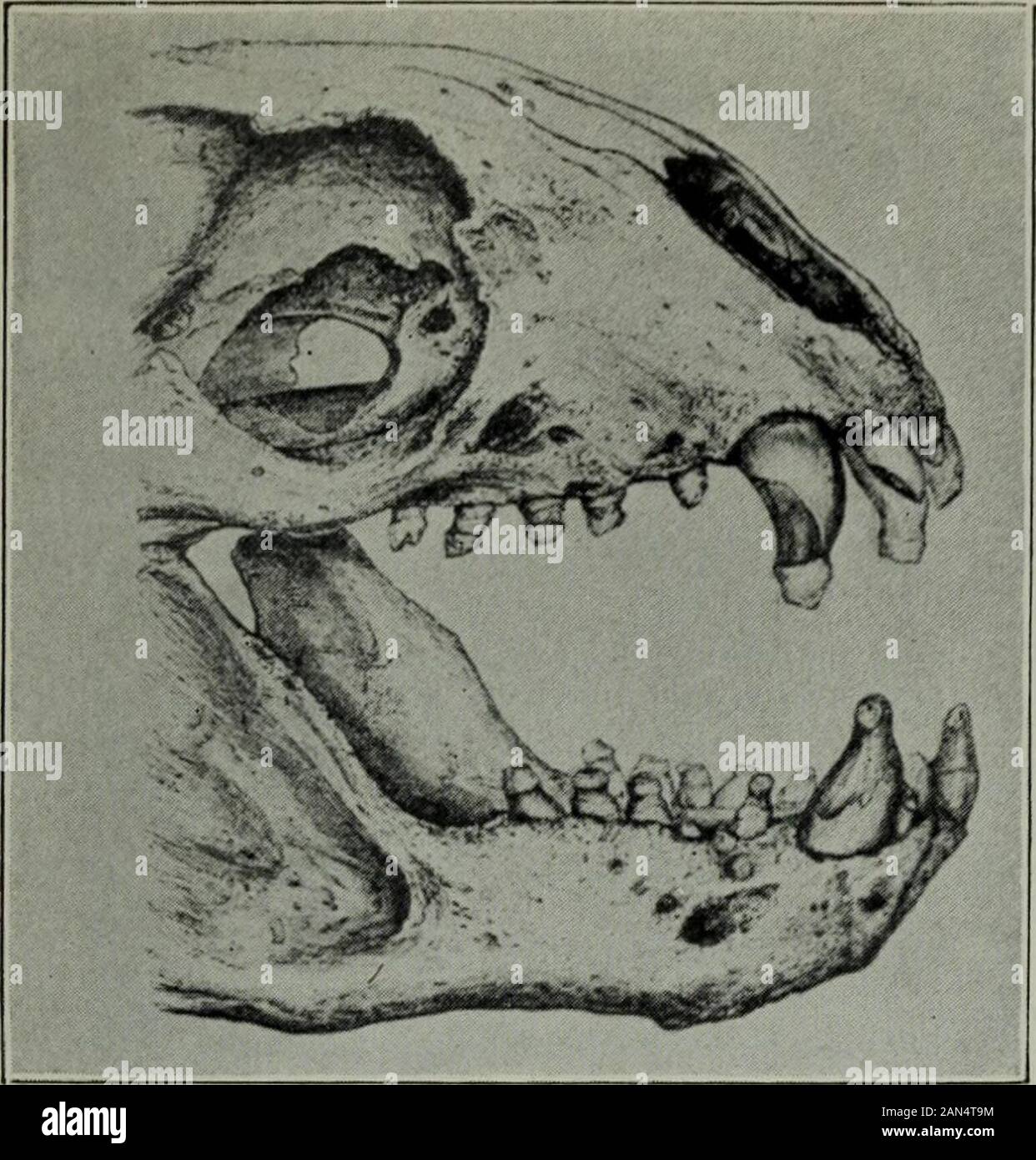 Cosmos on pebbles hi-res stock photography and images - Alamy