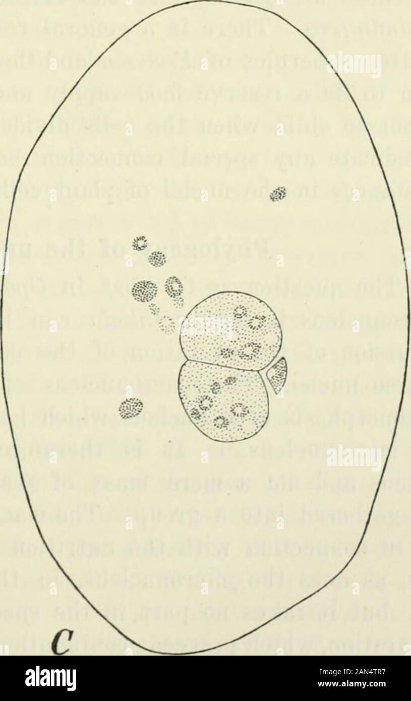 Opalina : its anatomy and reproduction, with a decription of infection ...