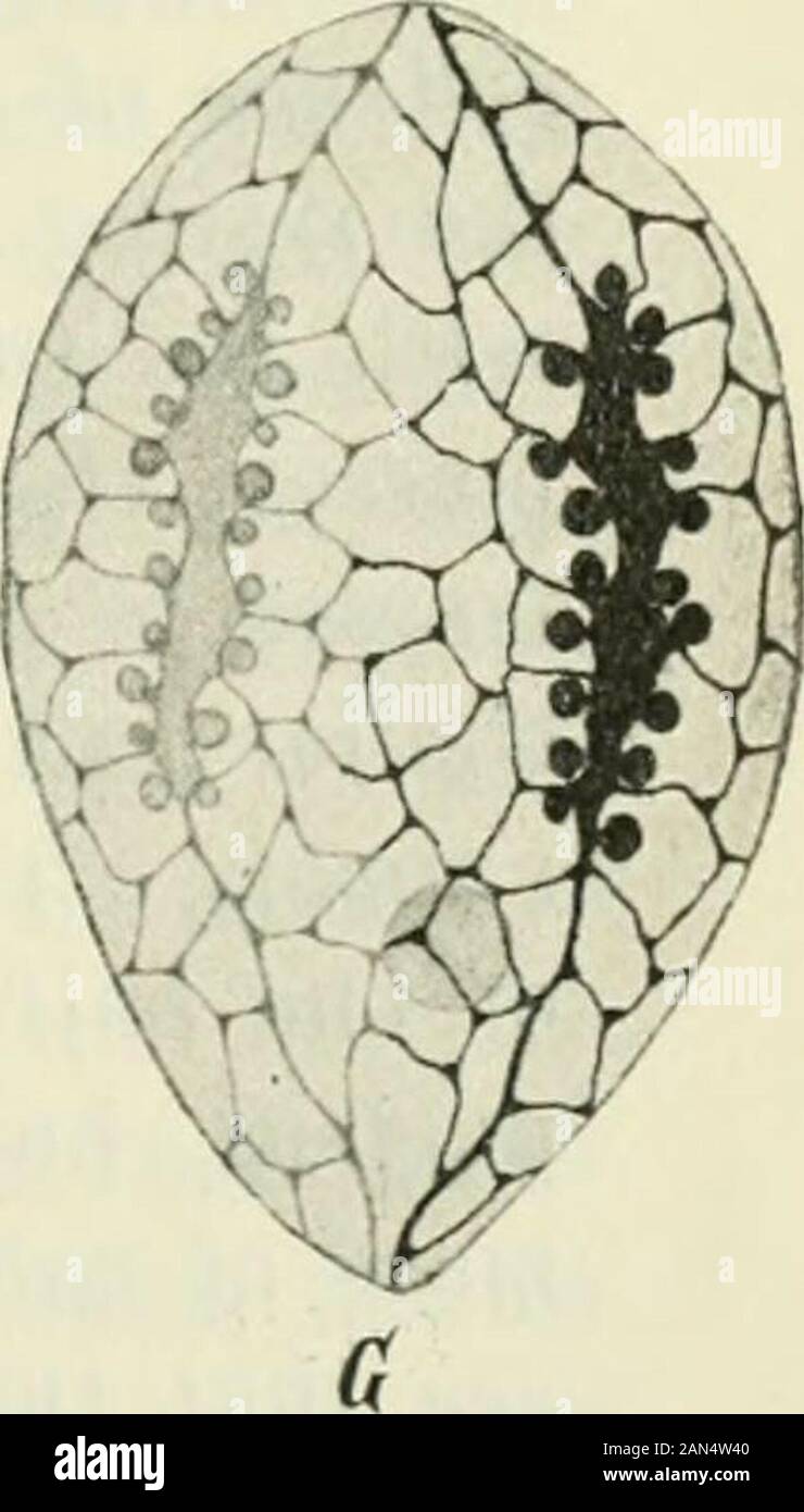Opalina : its anatomy and reproduction, with a decription of infection ...