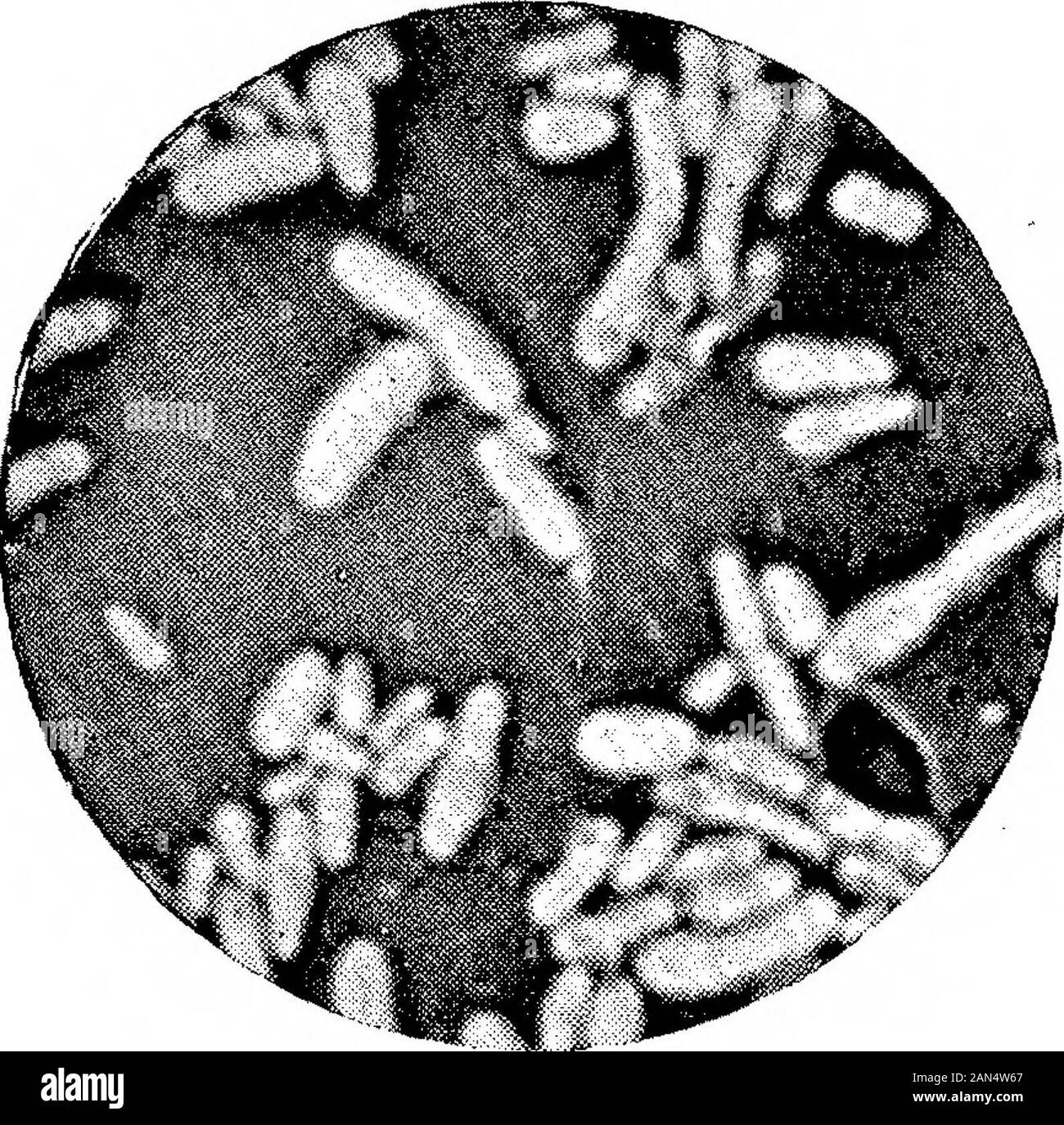Morphological Studies in the Life-Histories of Bacteria . /*• f * - V ...