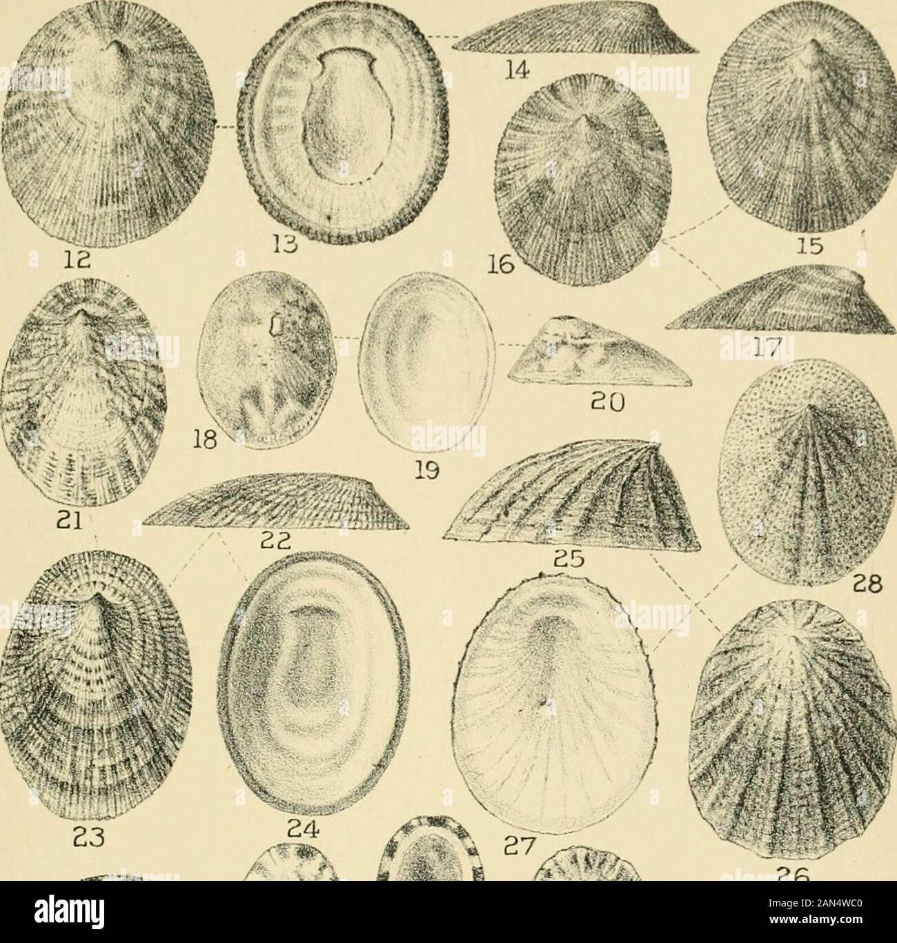 Lottia species hi-res stock photography and images - Alamy