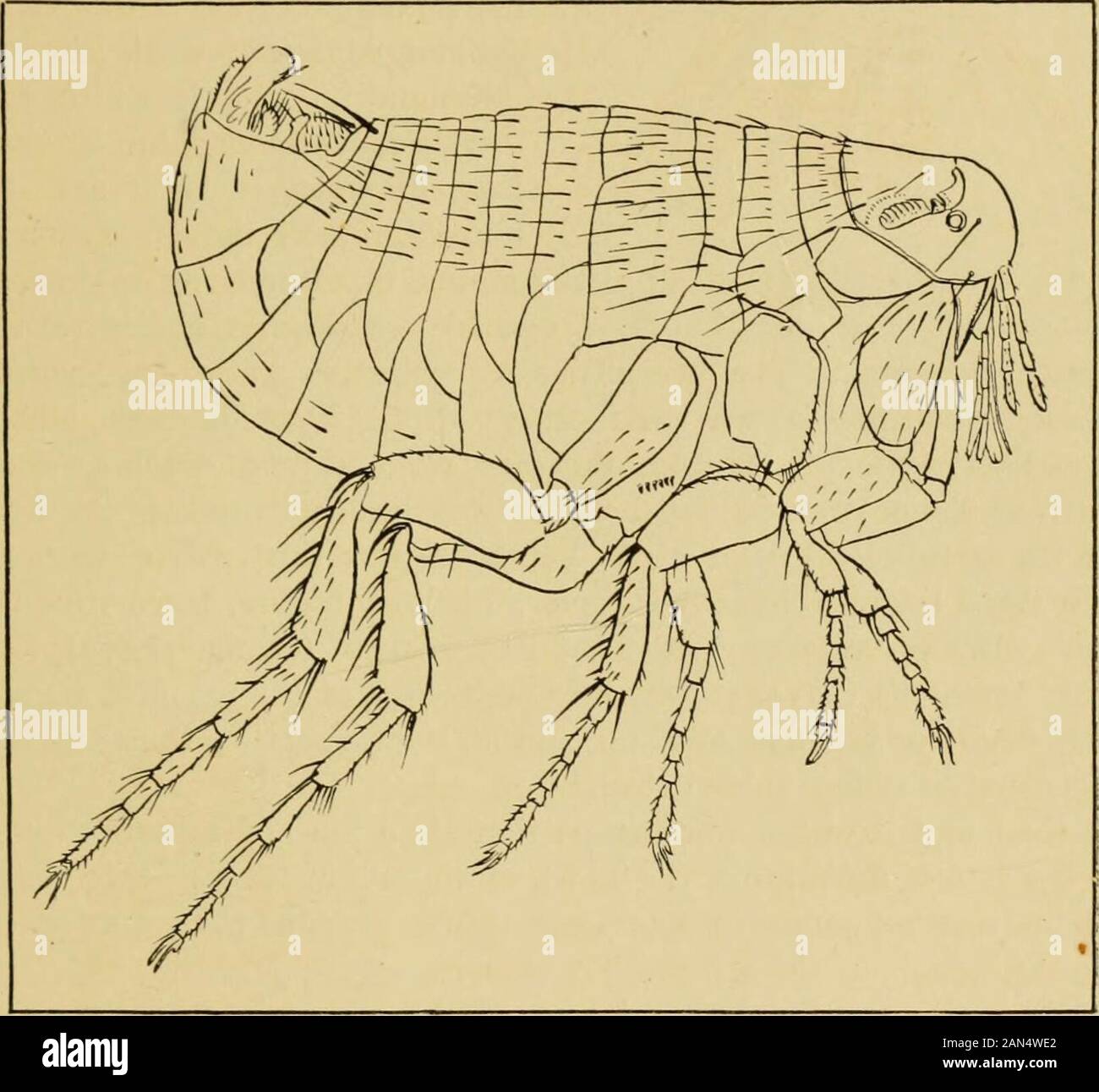 Laterally compressed hi-res stock photography and images - Alamy
