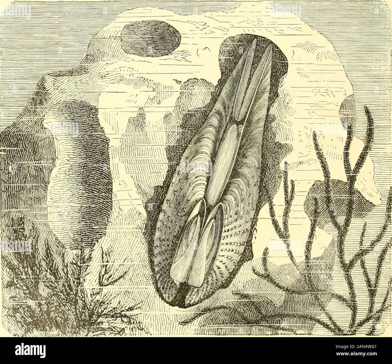 Thin tough shells hi-res stock photography and images - Alamy