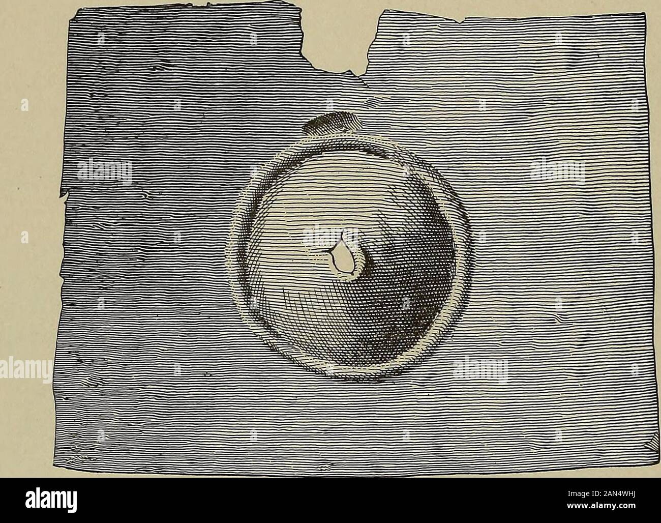 Journal of the Academy of Natural Sciences of Philadelphia . Fig. 34 ...