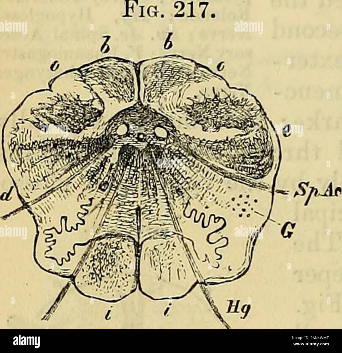 Carpenter's principles of human physiology . minished ; for the fibres ...