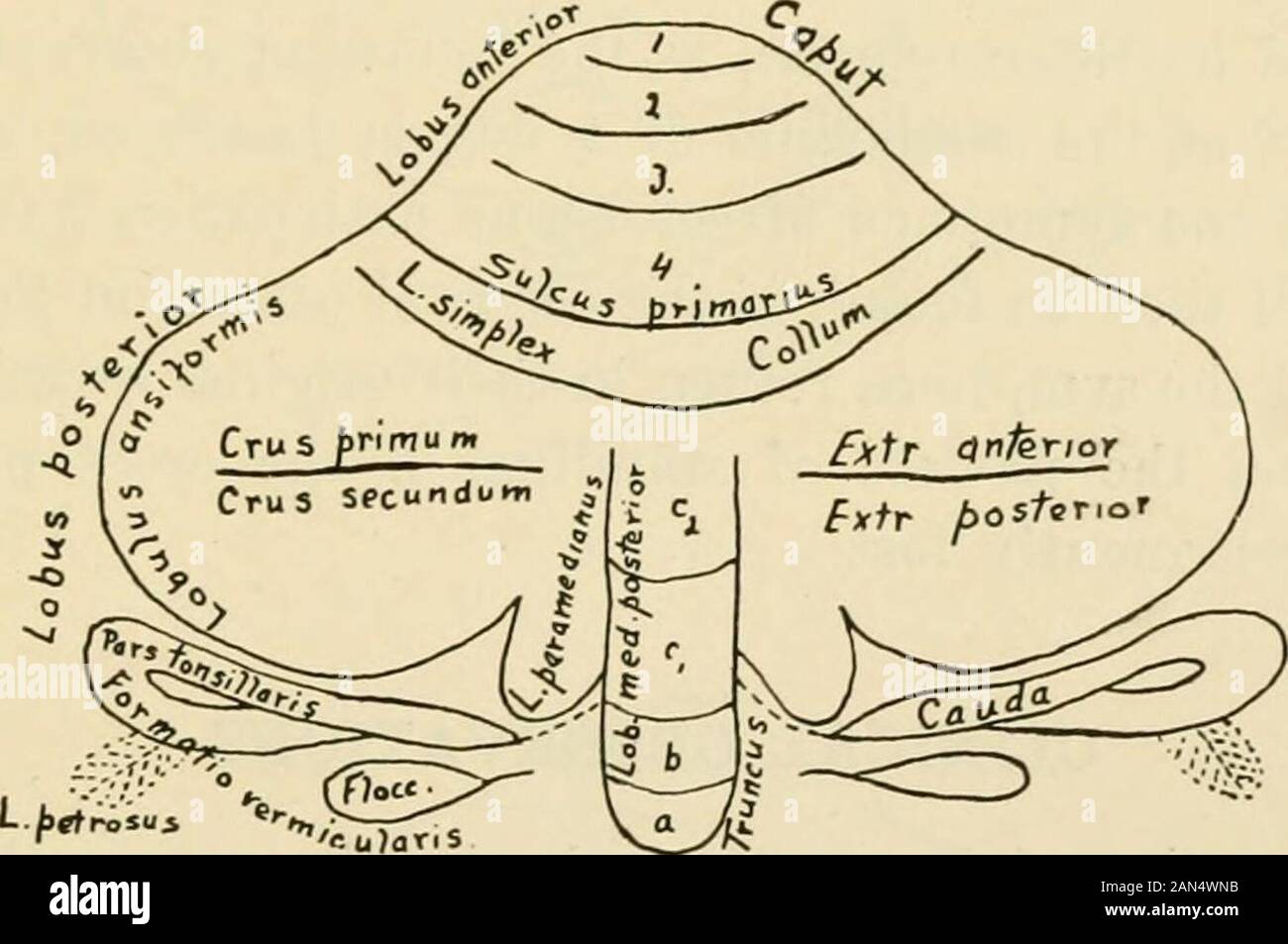 Physiology and biochemistry in modern medicine . t of FUNCTIONS OF THE ...