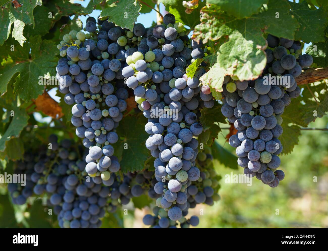 Winery farm sun hi-res stock photography and images - Alamy