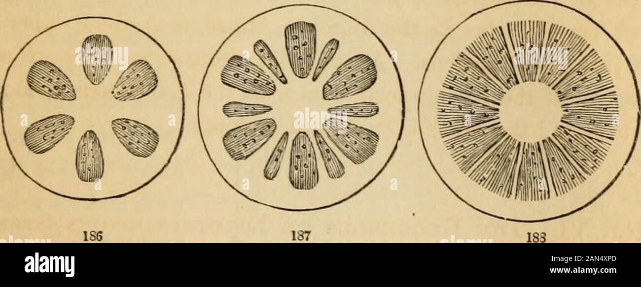 Introduction to structural and systematic botany, and vegetable ...