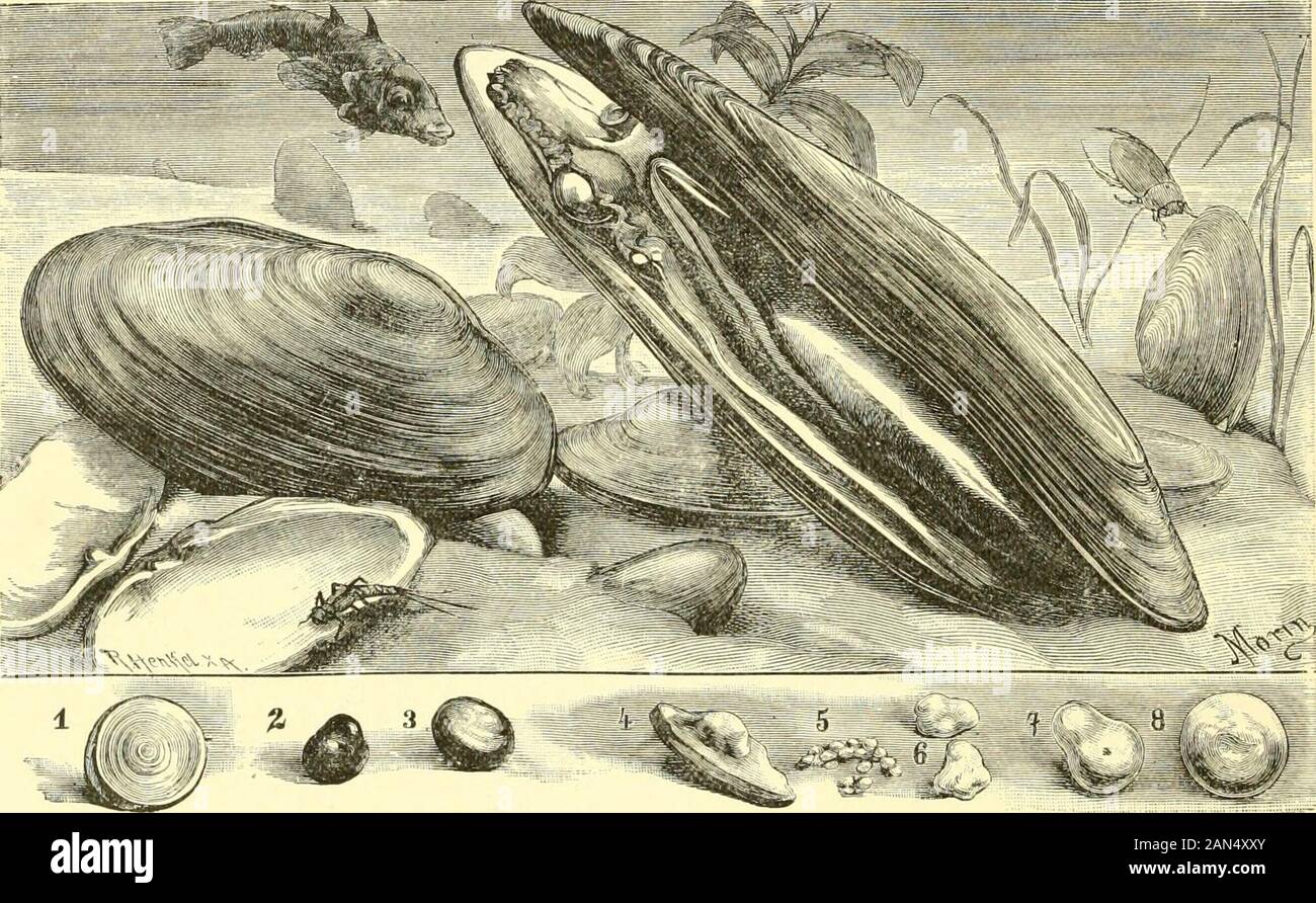 Remarkable bivalves hi-res stock photography and images - Alamy