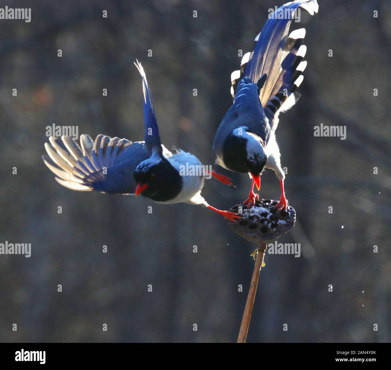 Two red-billed blue magpies are seen dancing and eating lotus at the ...