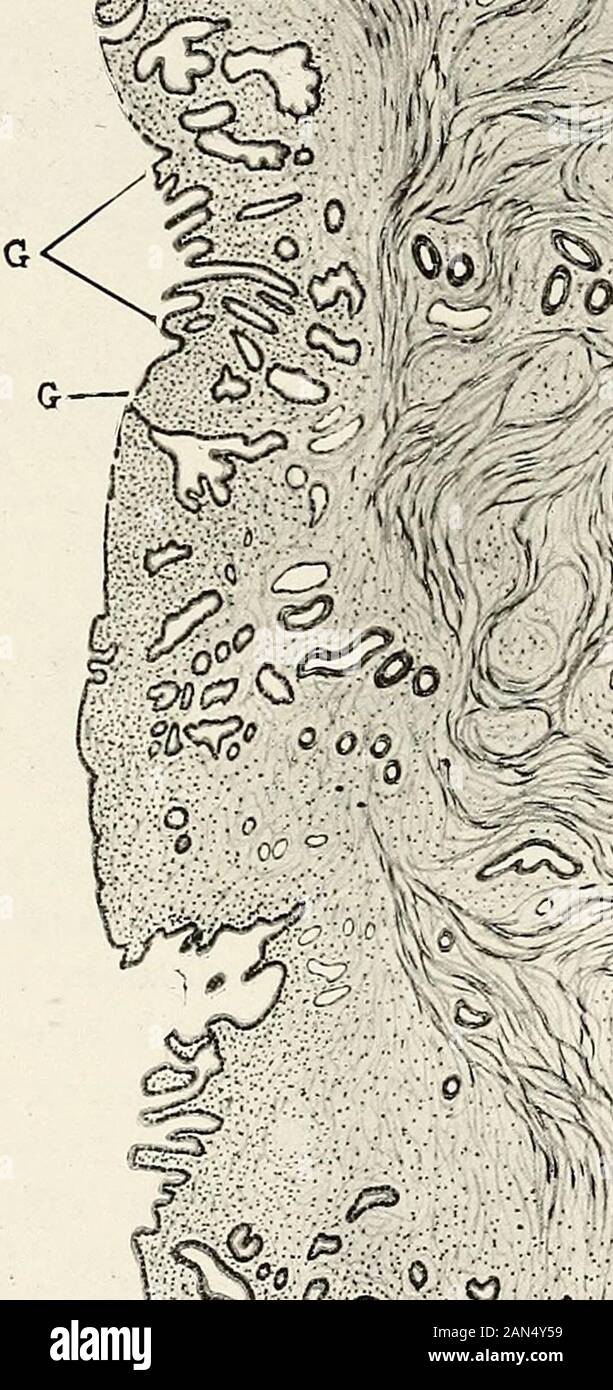 Portio vaginalis hi-res stock photography and images - Alamy