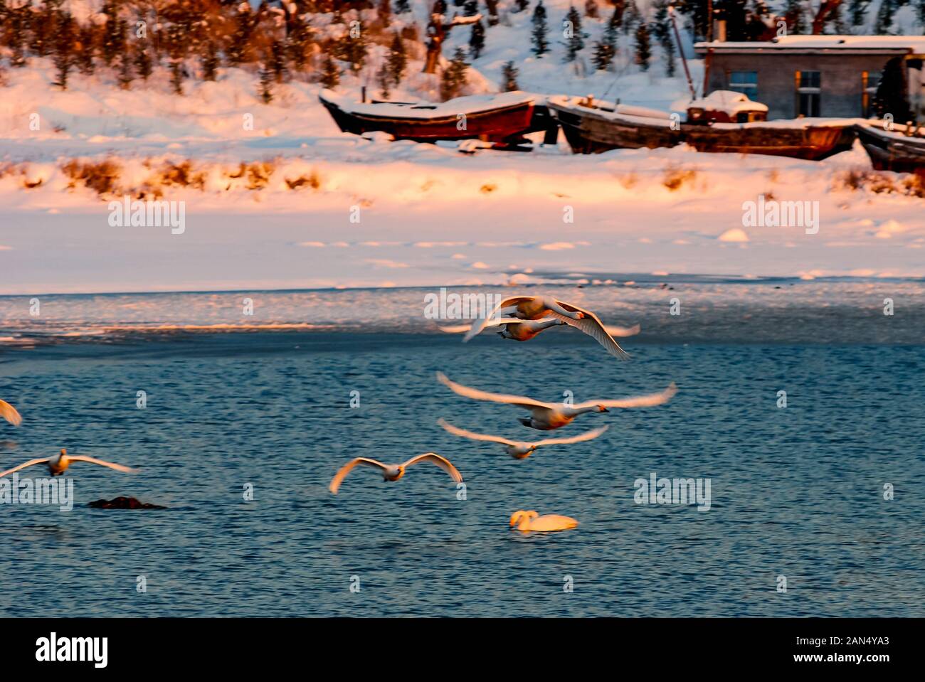--FILE--Swans wander and swim, showing grace and elegance to tourists ...