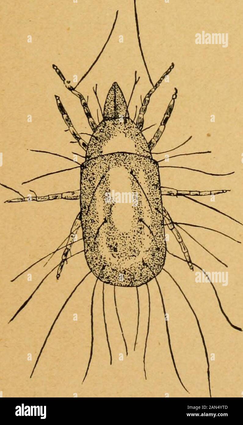 Grain mites hi-res stock photography and images - Alamy