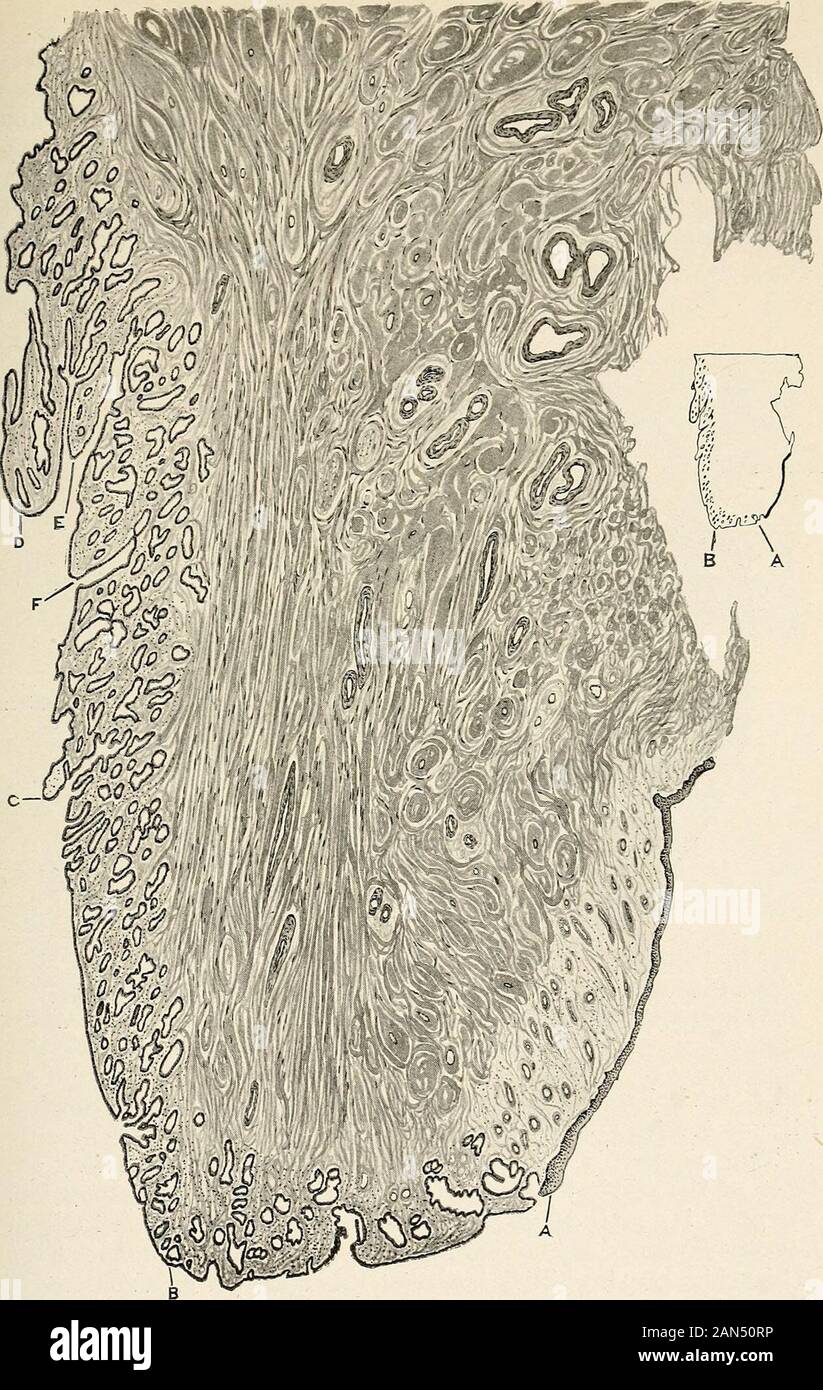 Gynaecology for students and practitioners . n of the tissues. This has ...