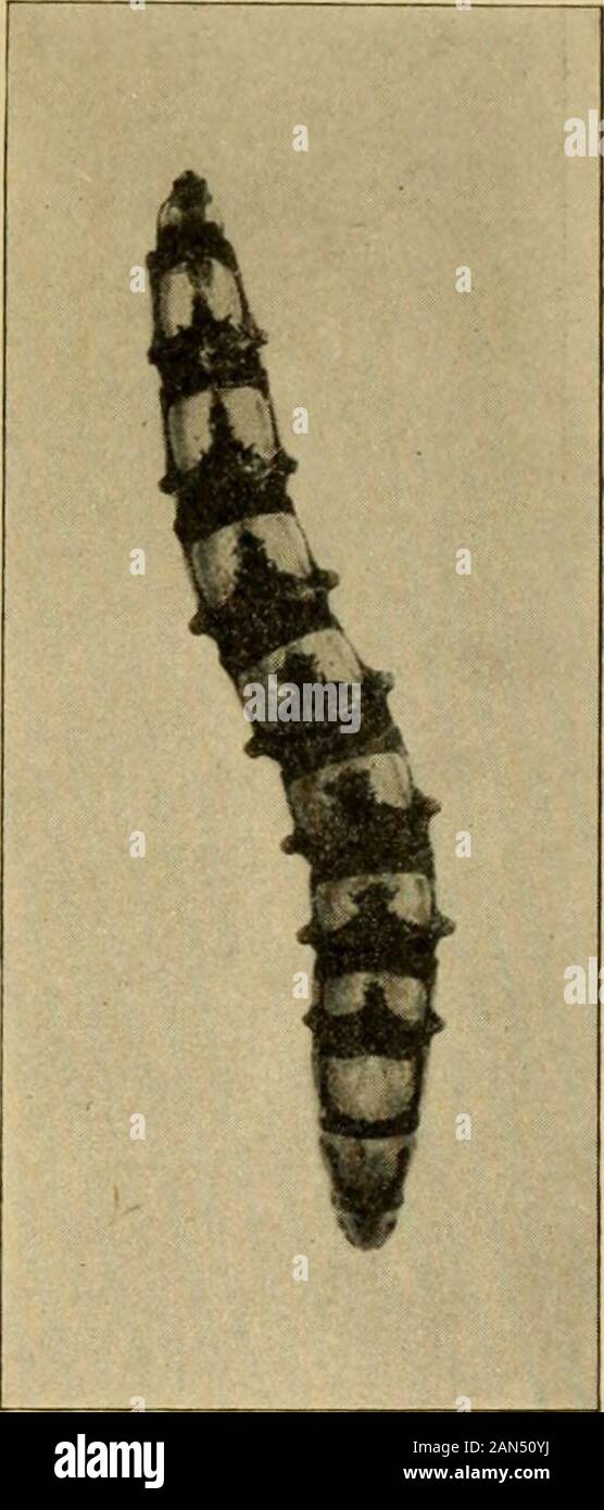 Handbook of medical entomology . so. (6) Larva of Tabanus.Photograph by ...