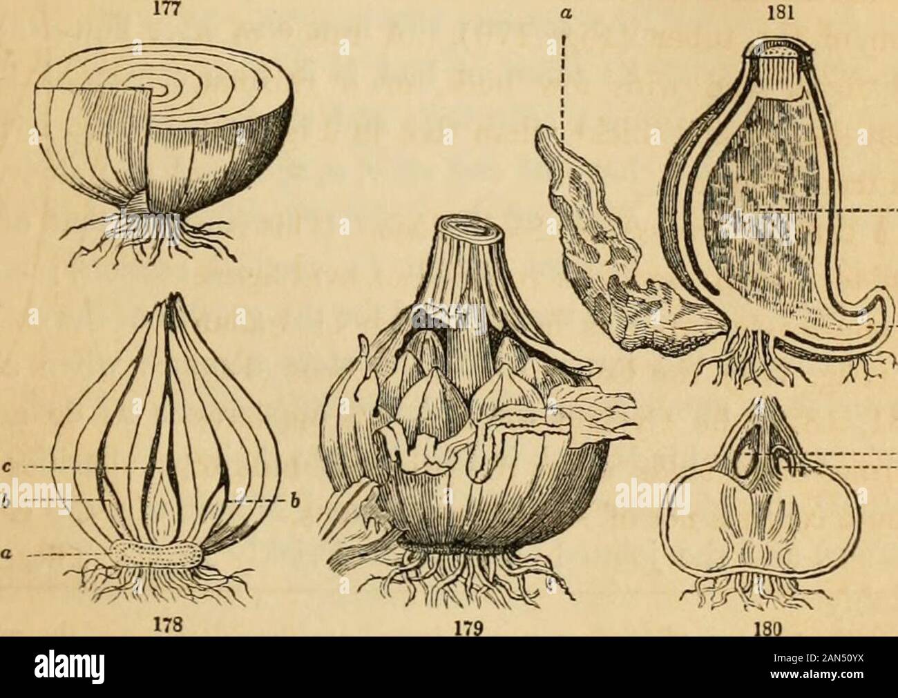Introduction to structural and systematic botany, and vegetable ...