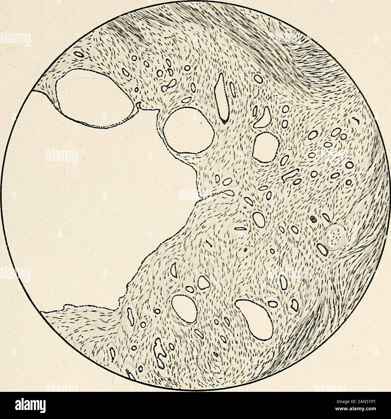 Gynaecology for students and practitioners . endometrium of thebody of ...