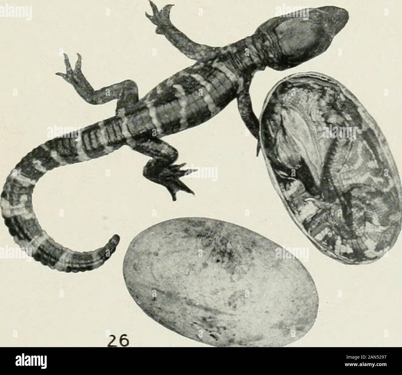 Comparative embryology hi-res stock photography and images - Alamy