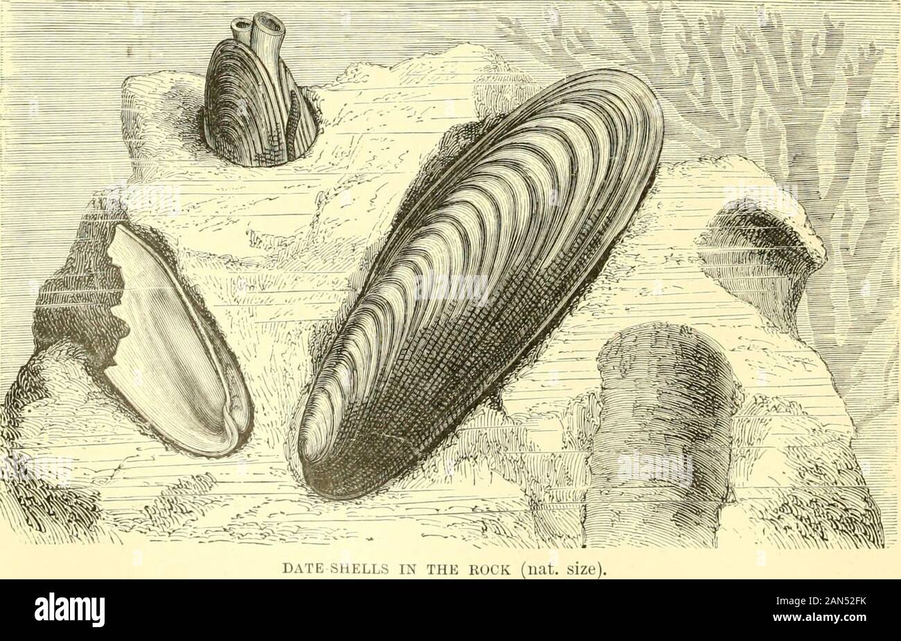 The royal natural history . L COMMON MUSSEL, OPENED TO SHOW THE VARIOUS ...