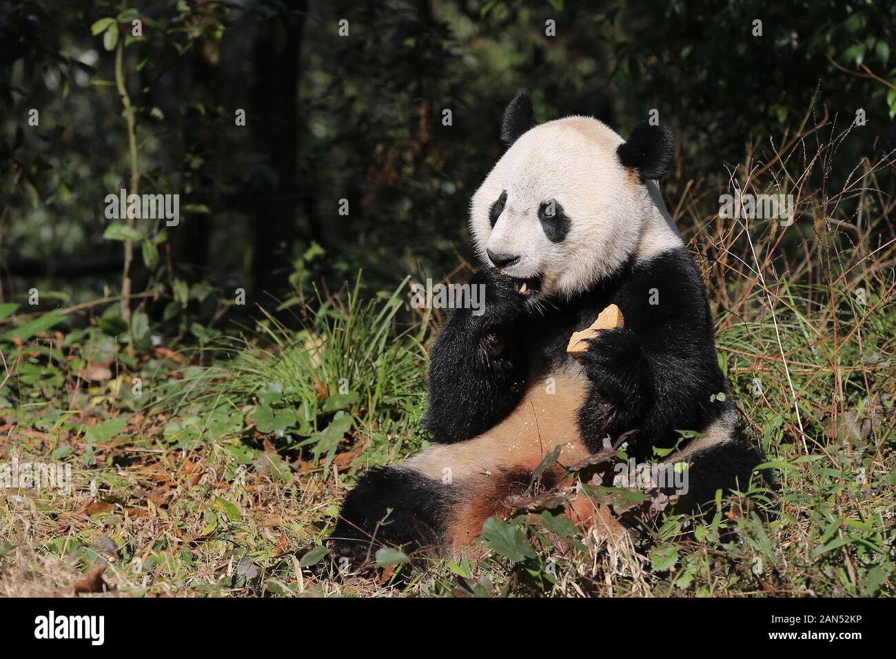 Panda Bei Bei eats food while sitting on the ground at the China ...