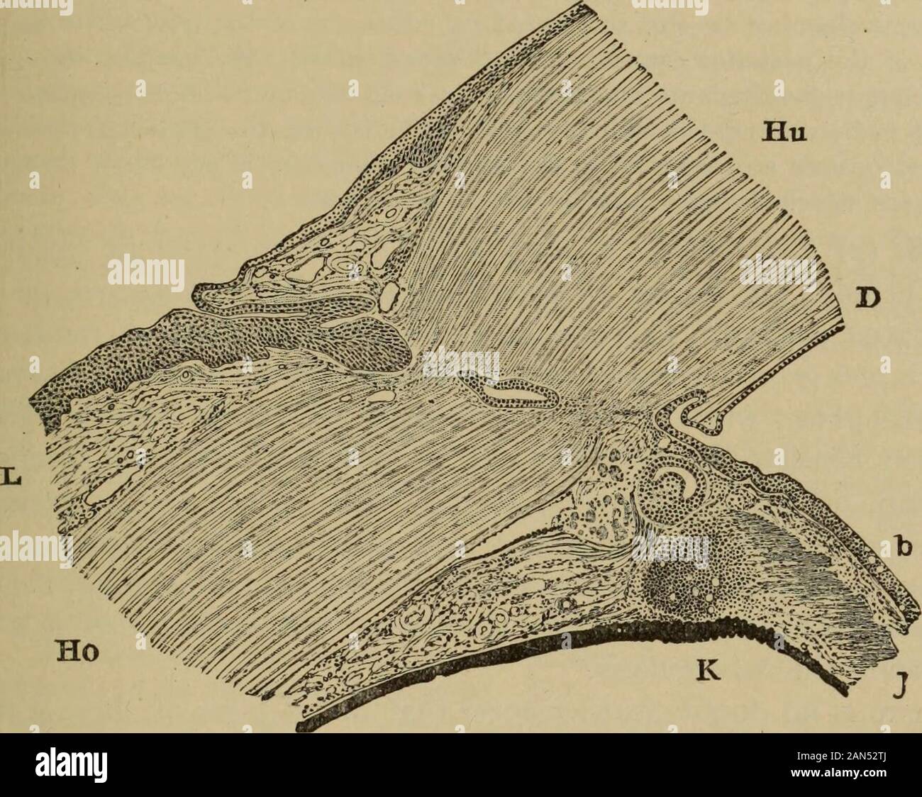 Thelium hi-res stock photography and images - Alamy