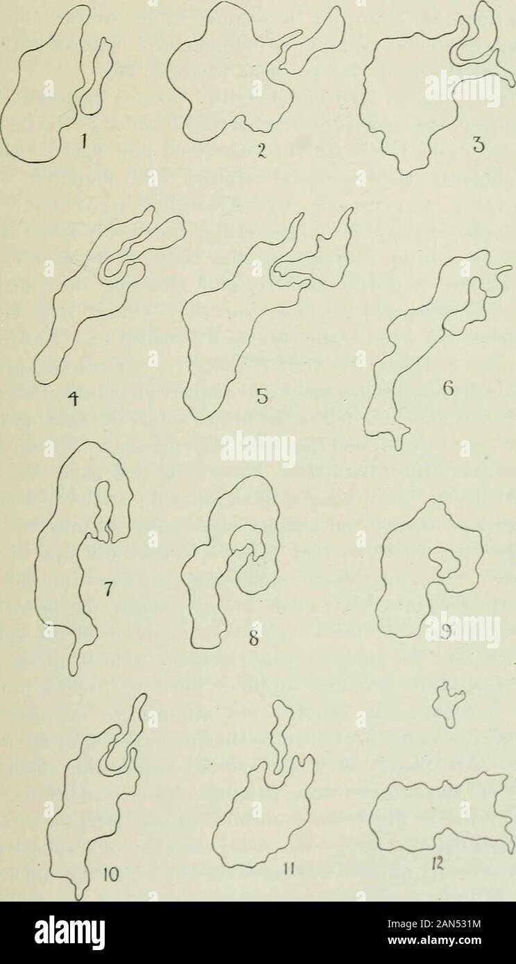 Amoeba amoeba proteus hi-res stock photography and images - Alamy