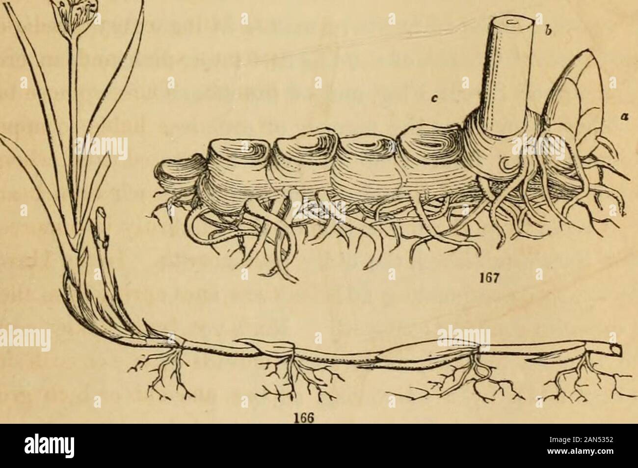 Introduction to structural and systematic botany, and vegetable ...