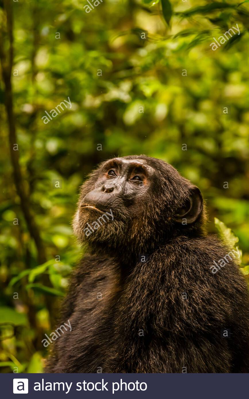 Chimpanzee Male Stock Photos & Chimpanzee Male Stock Images - Alamy