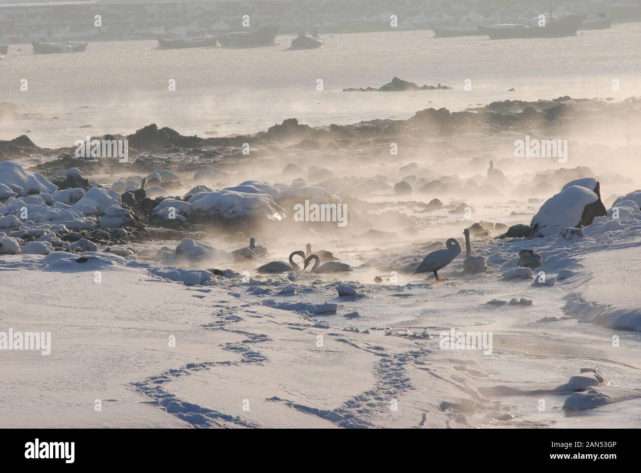 --FILE--Swans wander and swim, showing grace and elegance to tourists ...