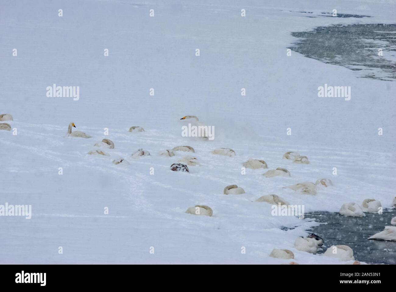 --FILE--Swans wander and swim, showing grace and elegance to tourists ...