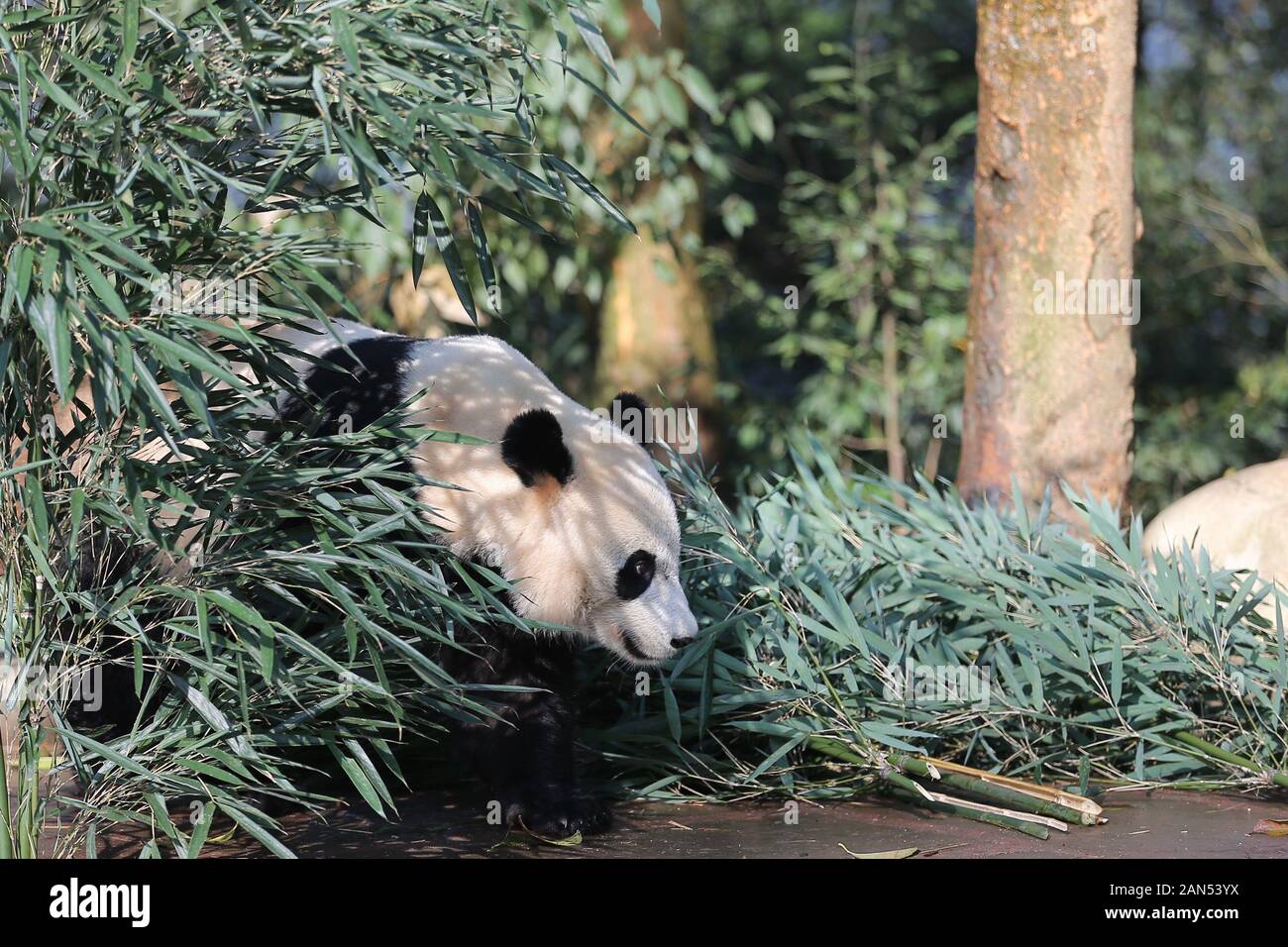 Panda Bei Bei eats Bamboos at the China Conservation and Research ...
