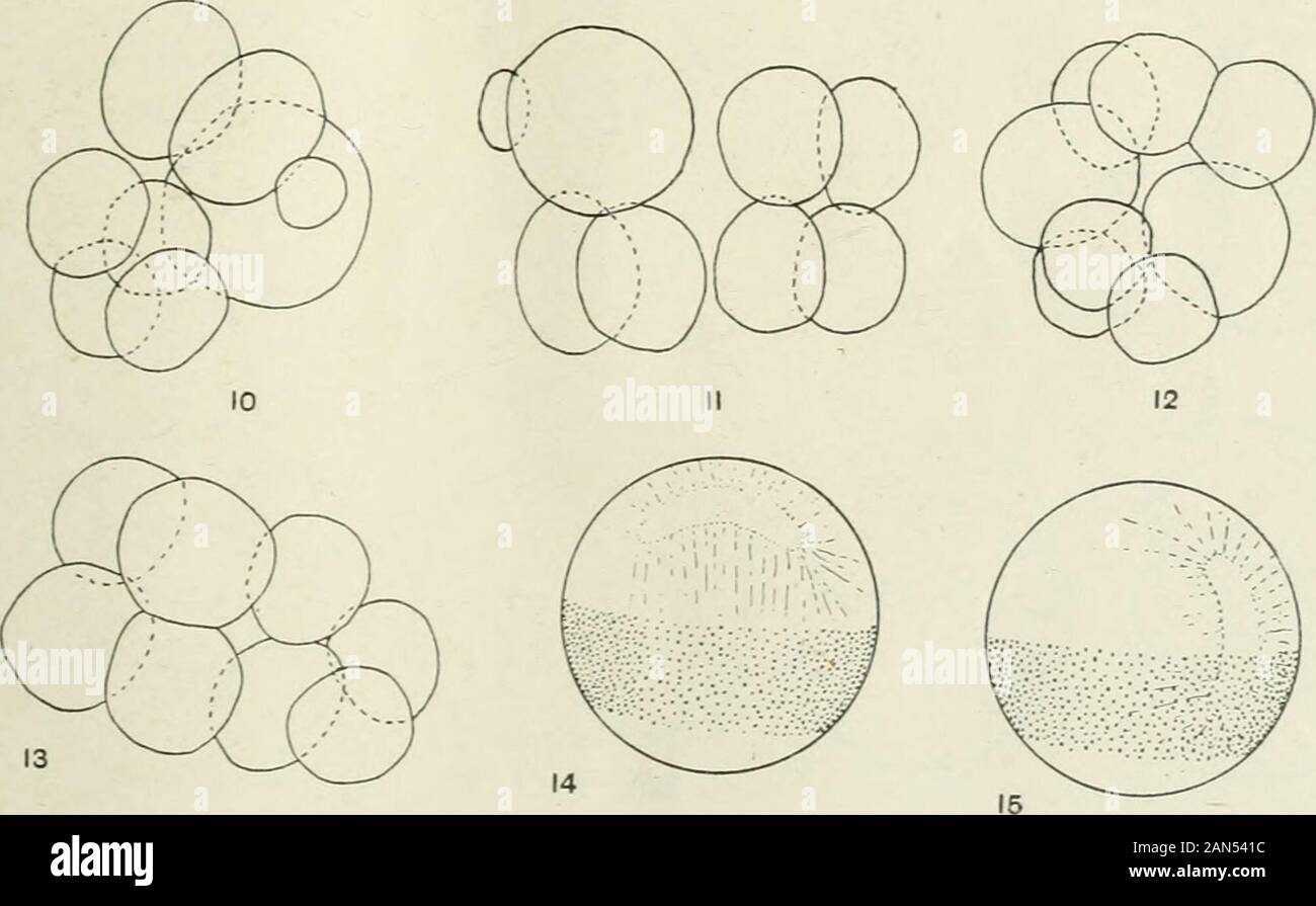 32 cell stage hi-res stock photography and images - Alamy