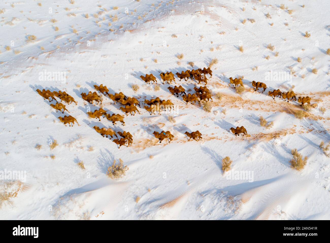 Aerial view of the red camels at a prairie in winter in north China's ...