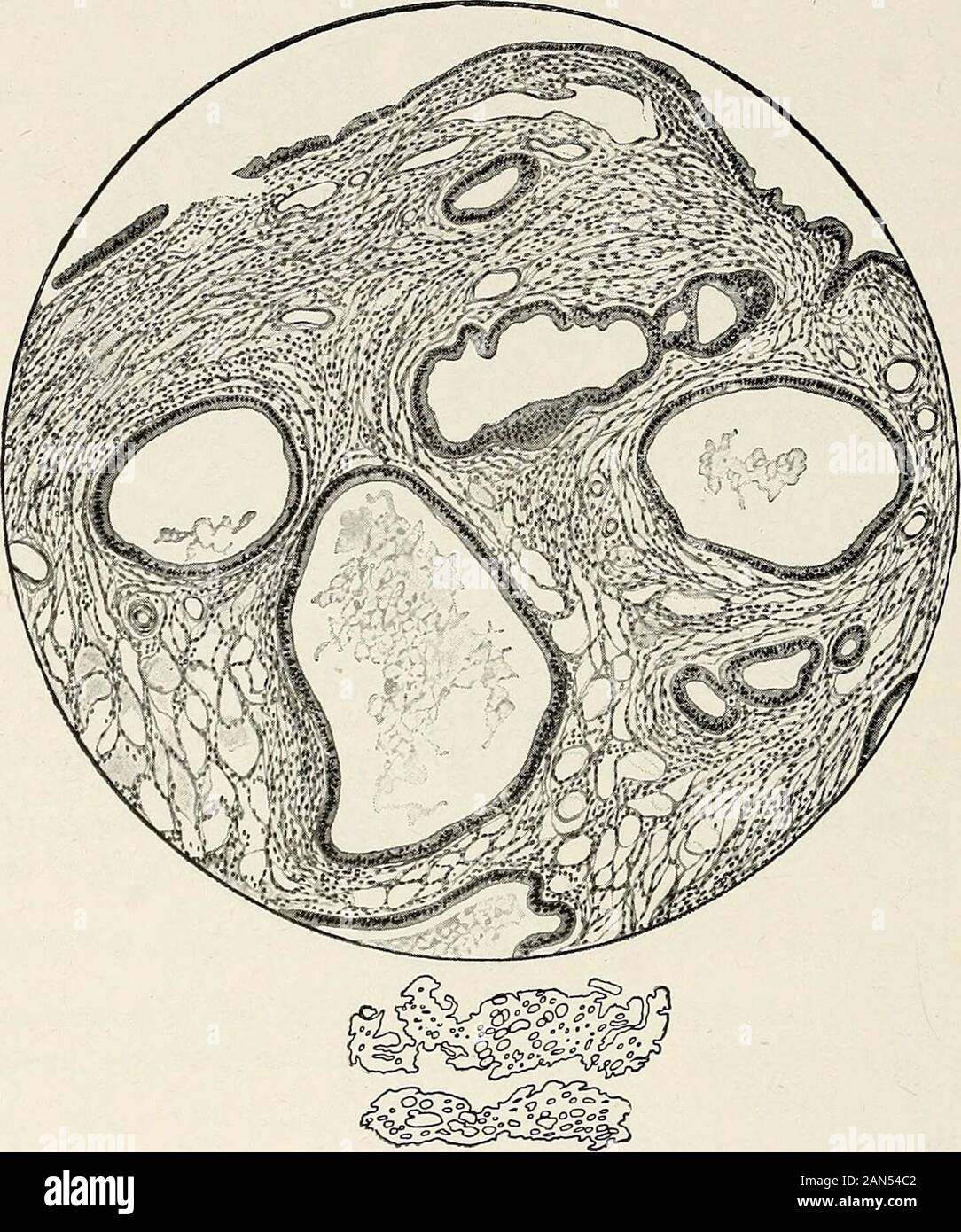 Gynaecology for students and practitioners . brous tissue. The ...
