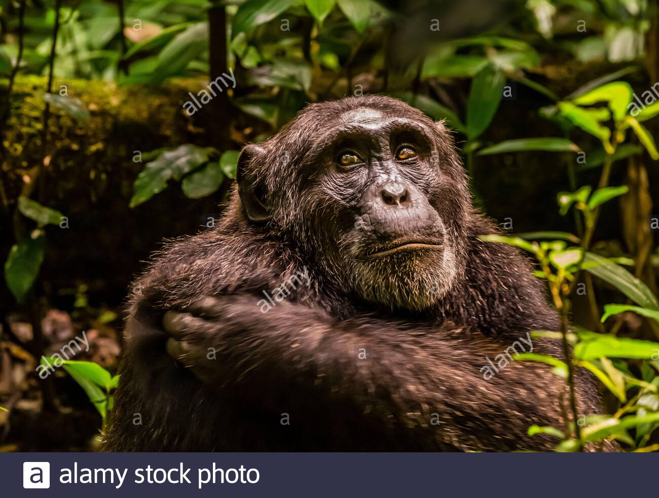 Chimpanzee Male Stock Photos & Chimpanzee Male Stock Images - Alamy