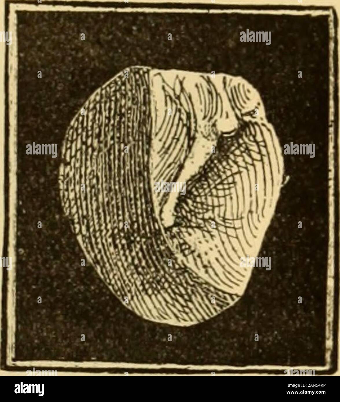 A text-book of the diseases of the ear and adjacent organs . Fig. 107 ...