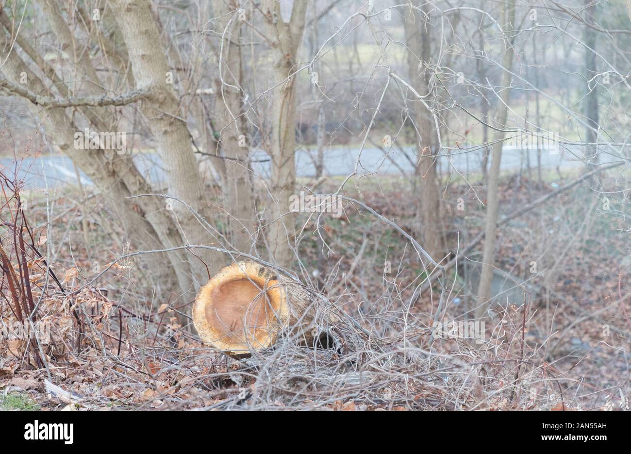 Overhead view tree stump hi-res stock photography and images - Alamy