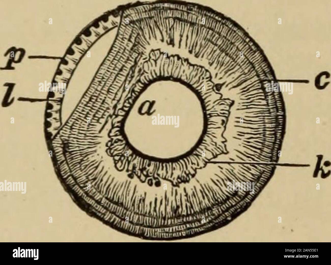 Text-book of ophthalmology . seclusion of the pupil is not yet indeed ...