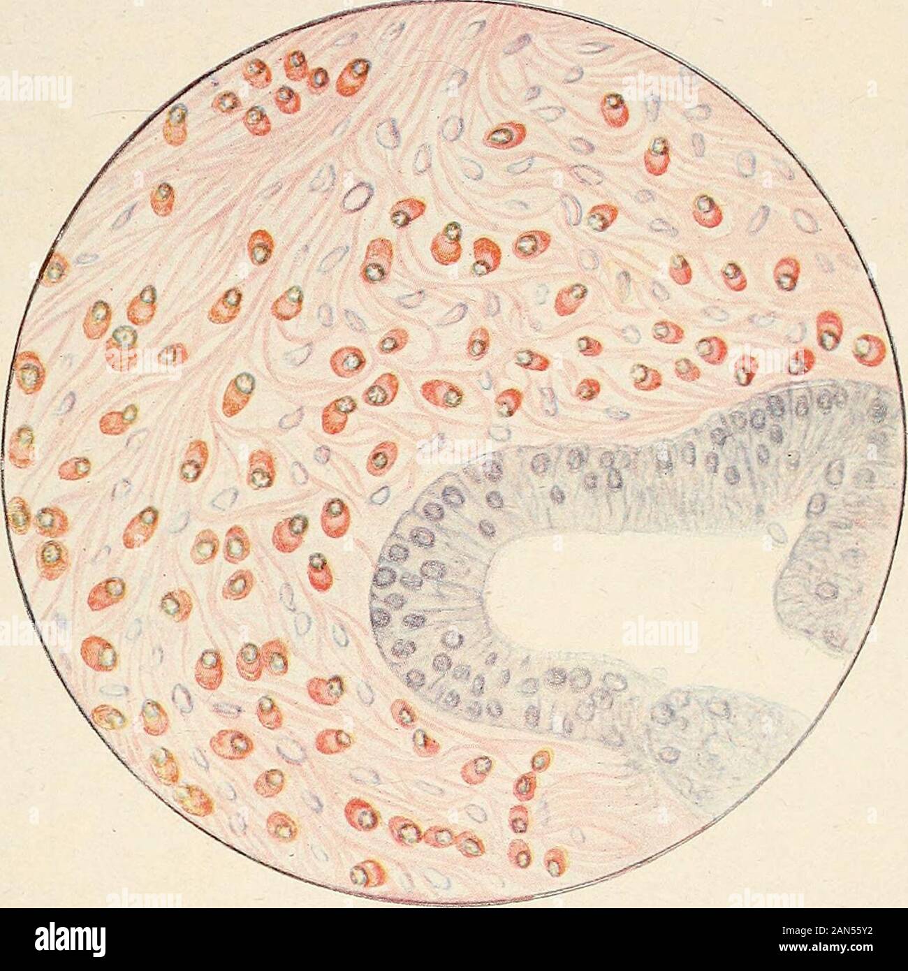 Endometrial stroma hi-res stock photography and images - Alamy