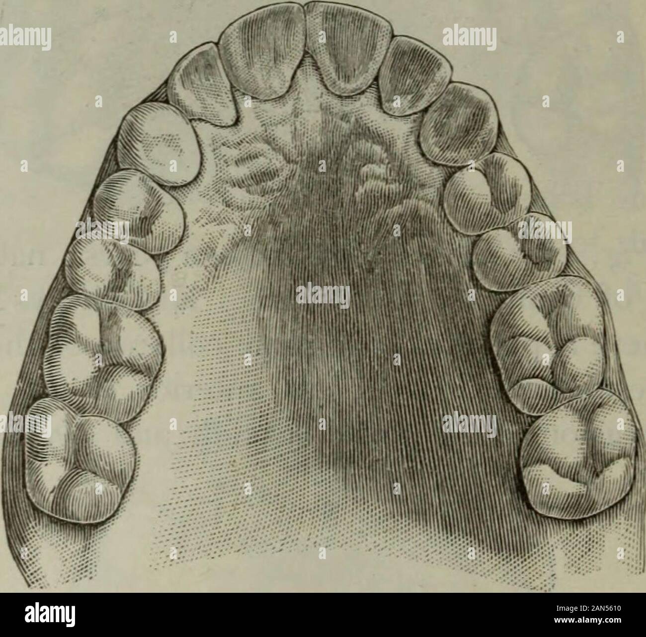 Firs teeth hi-res stock photography and images - Alamy