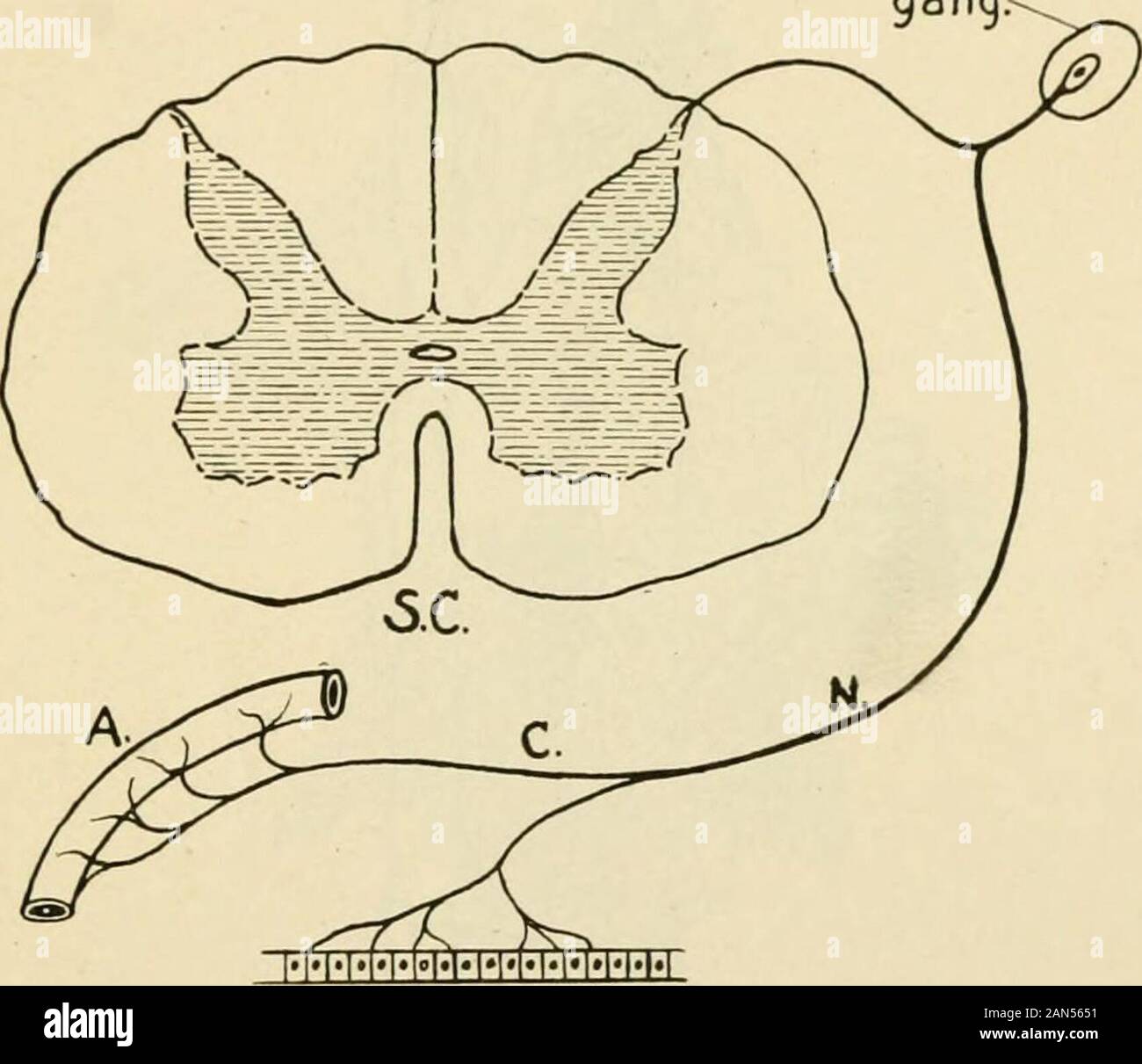 Physiology and biochemistry in modern medicine . strictly in consonance ...
