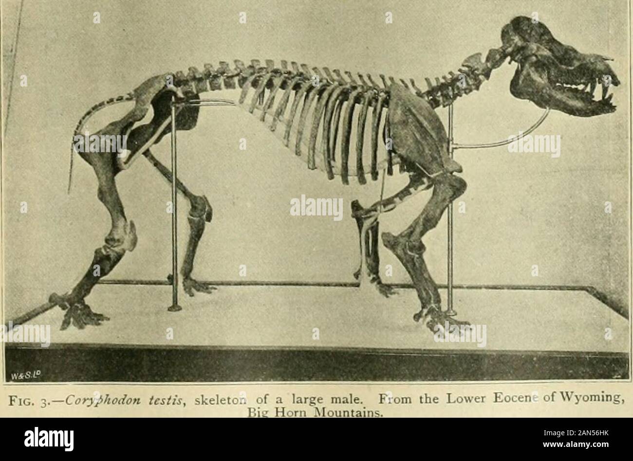 Therium hi-res stock photography and images - Alamy