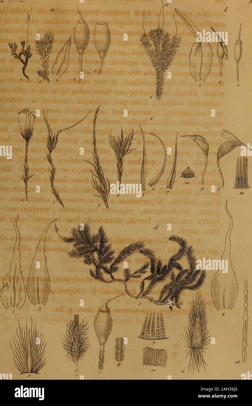 Nova acta physico-medica . volutis, nervo apicem attingente,ceteroquin ...